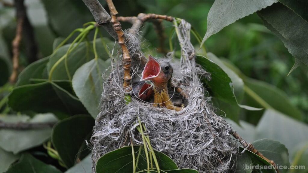 What to Feed a Baby Bird without Feathers? Birds Advice