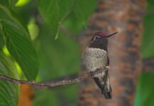 What to Feed a Baby Bird without Feathers? - Birds Advice