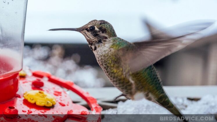 Where Do Hummingbirds Go In The Winter? 6 Tips For You