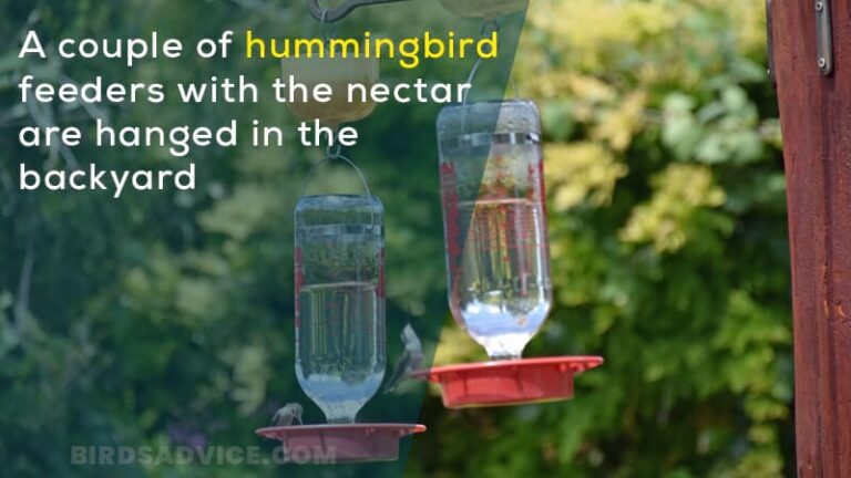 Where To Hang Hummingbird Feeder Sun Or Shade?