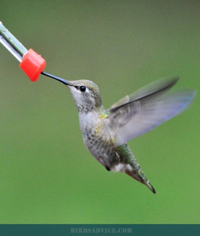 When Do Hummingbirds Migrate South? Birds Advice