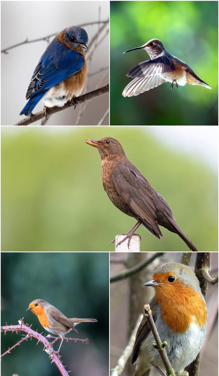 What Do Birds Eat In The Wild? A Complete Guide