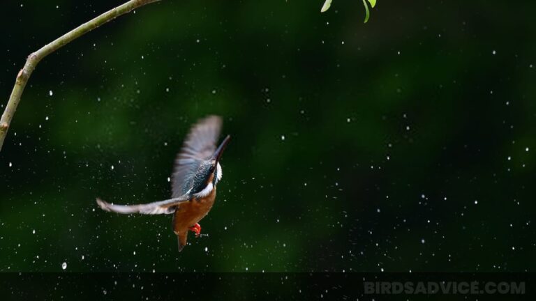 Hummingbirds In Winter: How To Help Hummingbirds Behavior