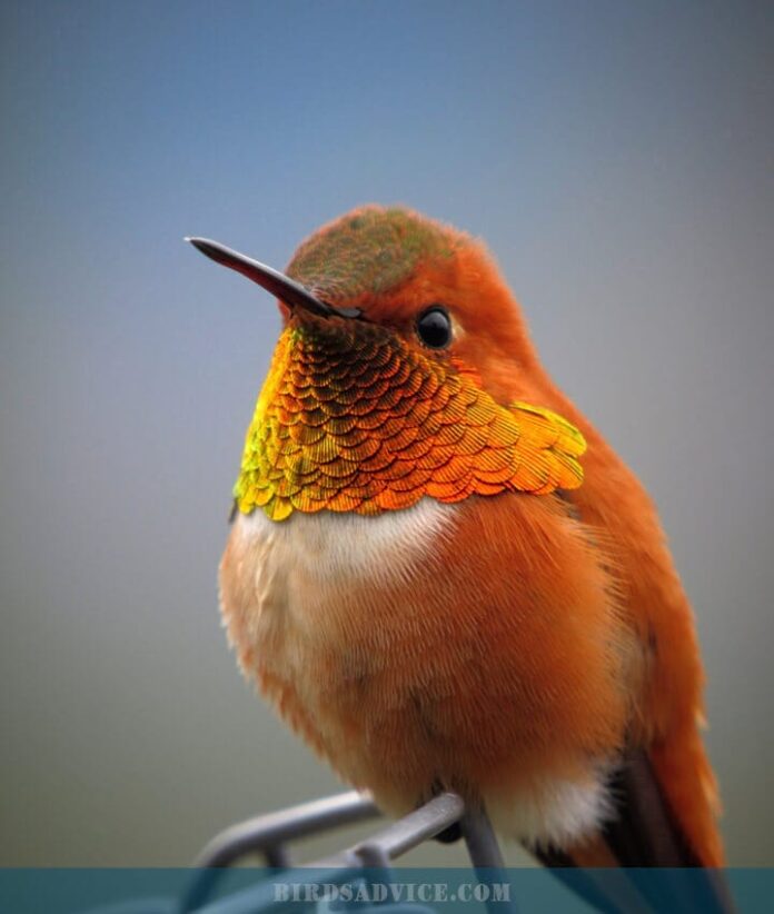 25 Orange Birds in North America (Inc. Awesome Photos)