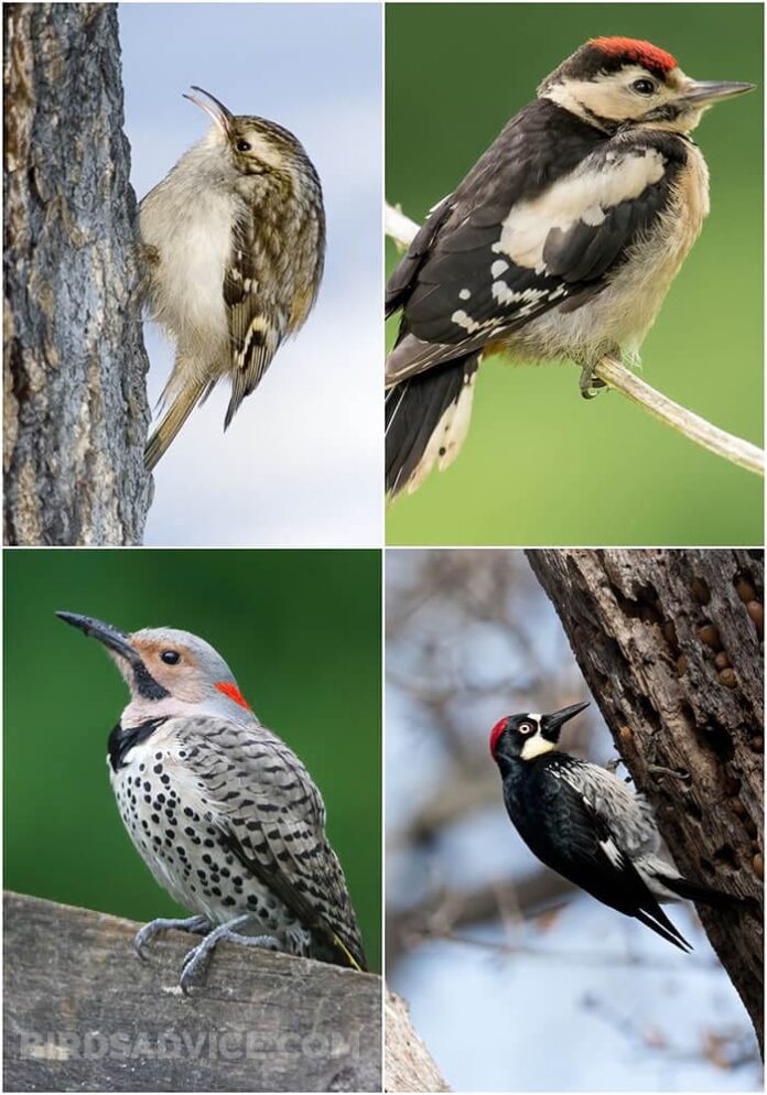 What Do Birds Eat In The Wild? A Complete Guide