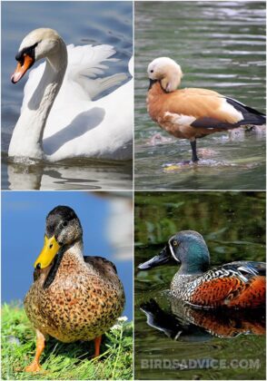 What Do Birds Eat In The Wild? A Complete Guide