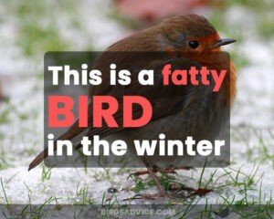 How Do Birds Survive in the Winter? 9 Awesome Ways