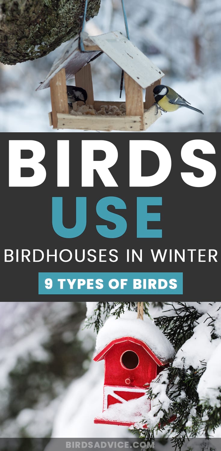 Do Birds Use Birdhouses In Winter? 10 Birds | Birds Advice