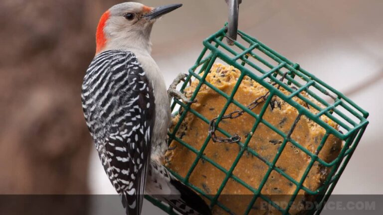 How to Make Homemade Suet for Birds? 3 Easiest Ways
