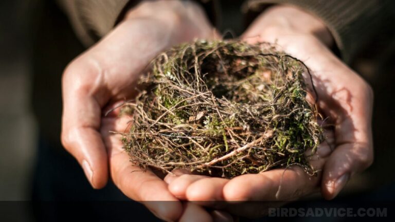 How To Protect Bird Nests From Predators? Birds Advice