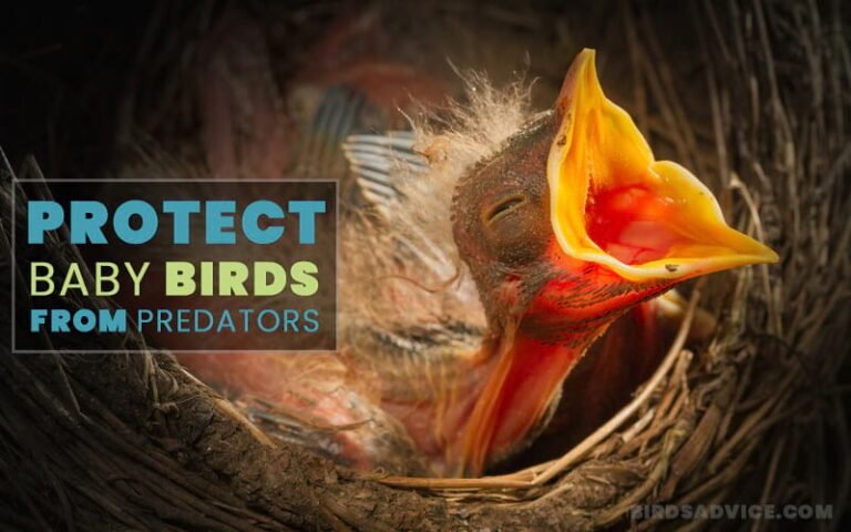 How To Protect Bird Nests From Predators? Birds Advice