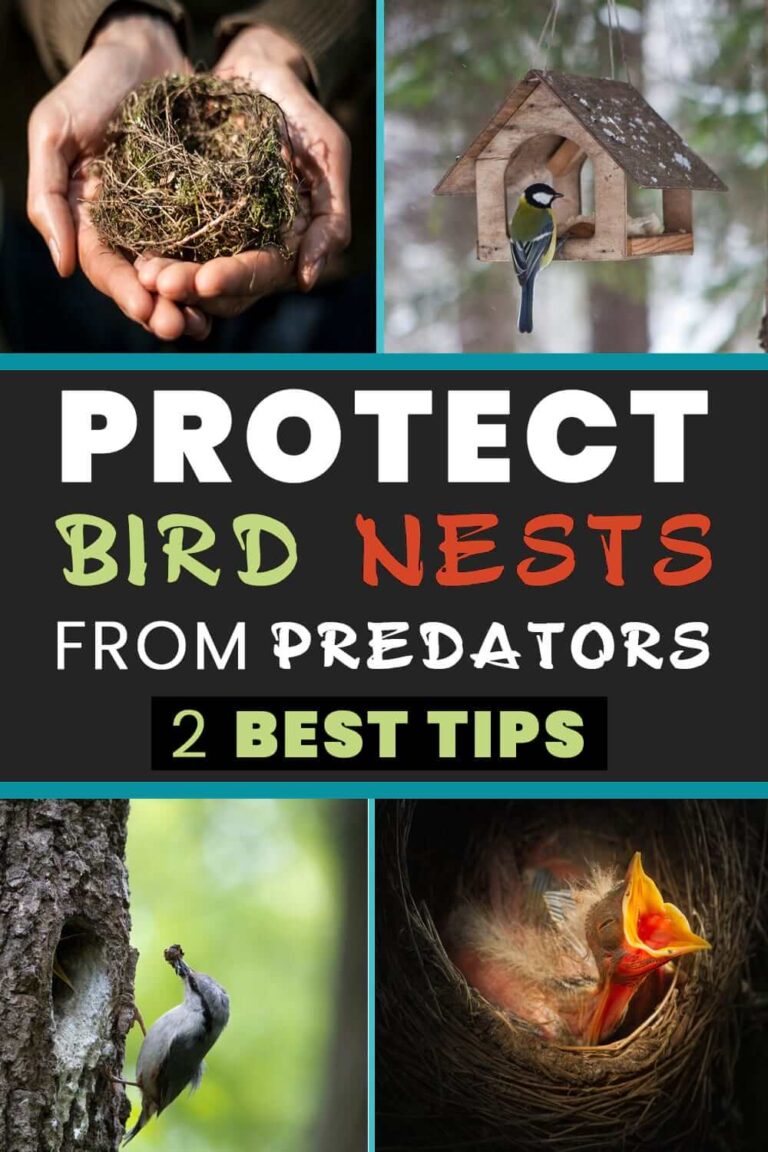 How To Protect Bird Nests From Predators? Birds Advice