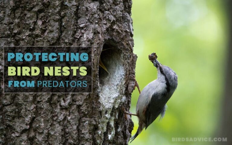How To Protect Bird Nests From Predators? Birds Advice