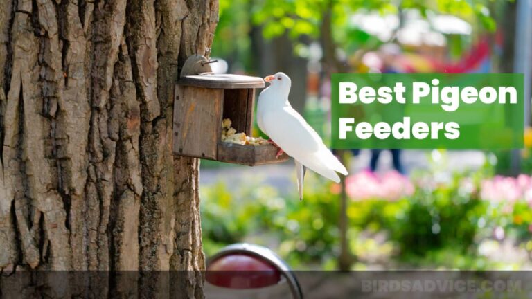 7 Best Pigeon Feeders Review | With Buyer's Guide