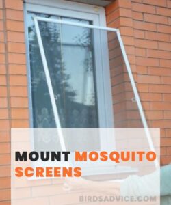 How To Stop Birds From Flying Into Windows? Birds Advice