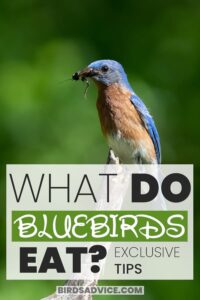 What Do Bluebirds Eat? Diet Overview | Best Exclusive Tips