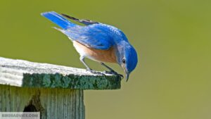 How To Attract Bluebirds To Your Yard | 20 Helpful Tips