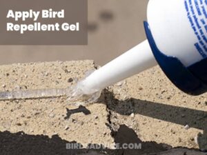 How To Get Rid Of Sparrows | 4 Useful Methods | Birds Advice