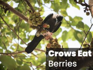 What Do Crows Eat? List Of Crow Diets (With Pictures)