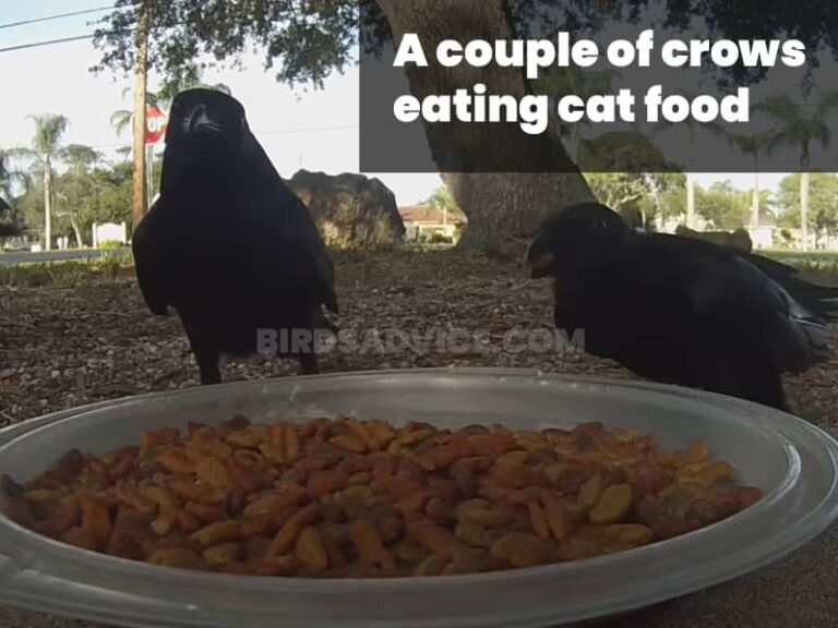 What Do Crows Eat? List Of Crow Diets (With Pictures)