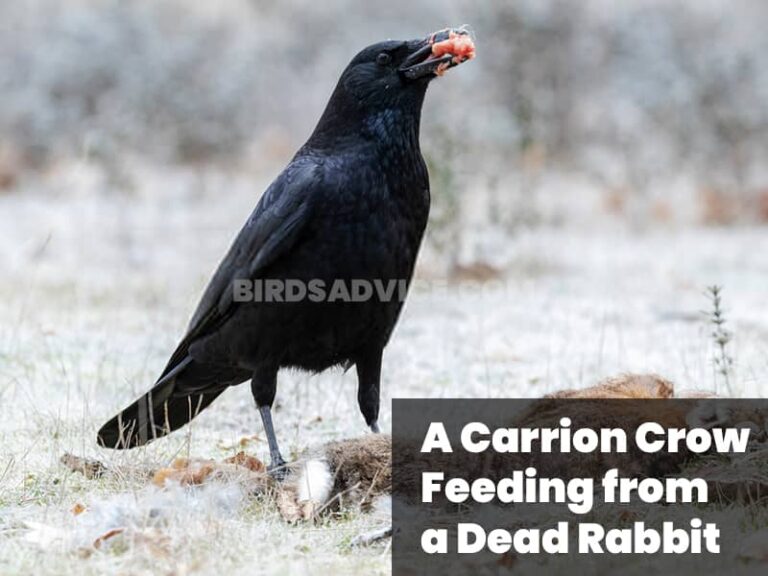 What Do Crows Eat? List Of Crow Diets (With Pictures)