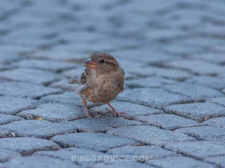 How To Get Rid Of Sparrows | 4 Useful Methods | Birds Advice