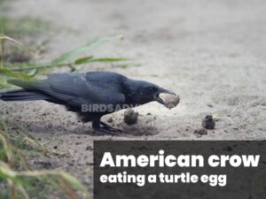 What Do Crows Eat? List Of Crow Diets (With Pictures)