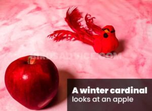 What Do Cardinals Eat? 10 Favorite Foods | Birds Advice