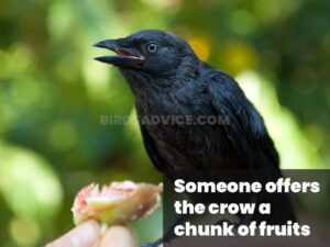 What Do Crows Eat? List Of Crow Diets (With Pictures)
