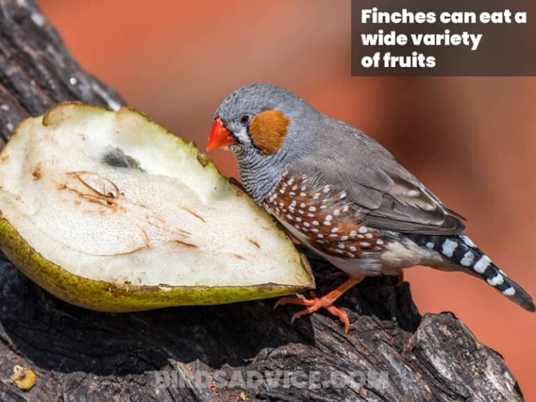 What Do Finches Eat? A Complete Guide Of Feeding Finches