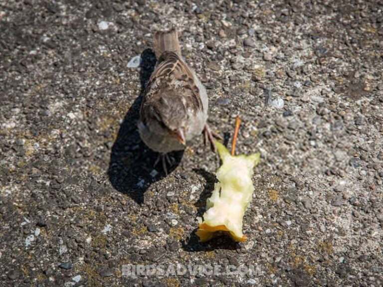 What Do Sparrows Eat? A Complete Guide of Feeding Sparrows