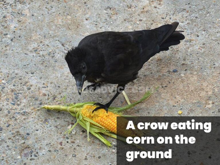 What Do Crows Eat? List Of Crow Diets (With Pictures)