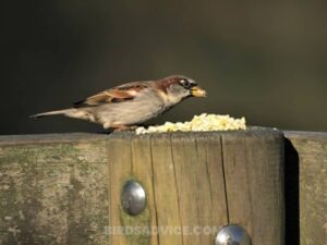 What Do Sparrows Eat? A Complete Guide of Feeding Sparrows