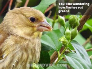 What Do Finches Eat? A Complete Guide Of Feeding Finches