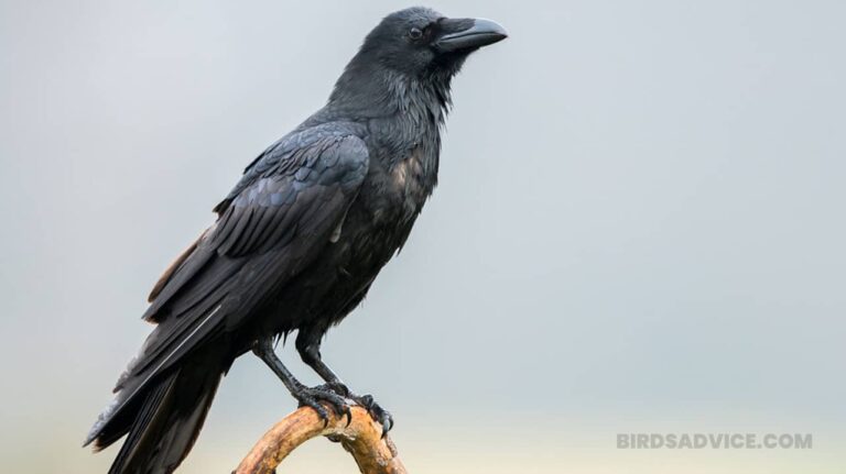 How To Get Rid Of Crows? 12 Easy Methods (With Pictures)