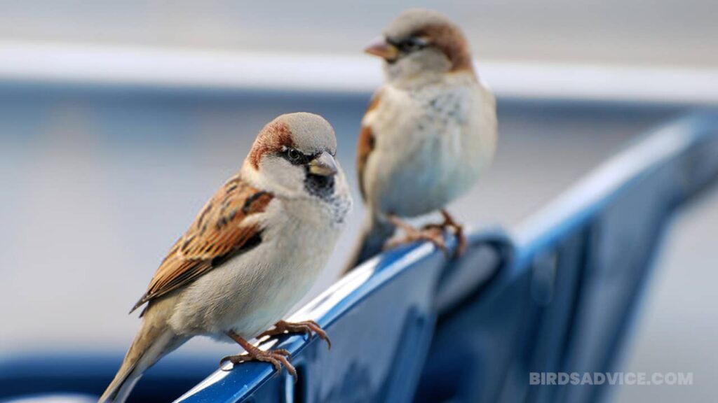 How To Get Rid Of Sparrows | 4 Useful Methods | Birds Advice