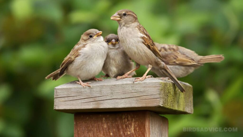 How To Attract Sparrows To Your Yard | 10 Best Tips