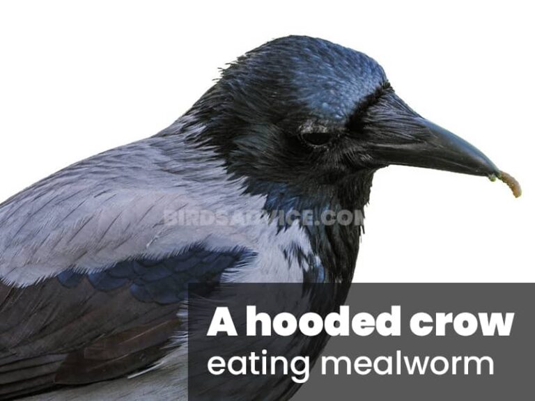 What Do Crows Eat? List Of Crow Diets (With Pictures)