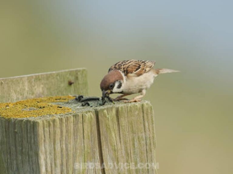 What Do Sparrows Eat? A Complete Guide of Feeding Sparrows