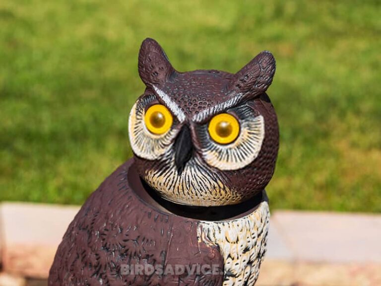 How To Get Rid Of Sparrows | 4 Useful Methods | Birds Advice