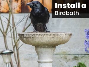 How To Attract Crows To Your Yard? 12 Easy Tips With Picks