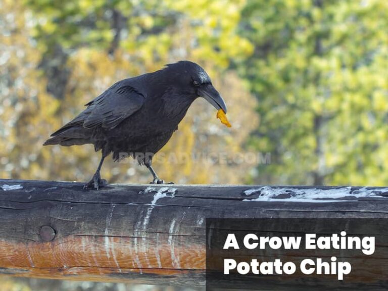 What Do Crows Eat? List Of Crow Diets (With Pictures)