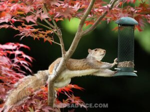 How To Attract Finches, Goldfinches To Your Yard | 12 Tips