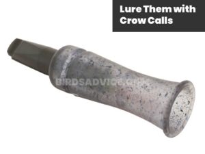 How To Attract Crows To Your Yard? 12 Easy Tips With Picks