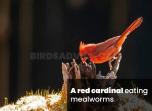 What Do Cardinals Eat? 10 Favorite Foods | Birds Advice
