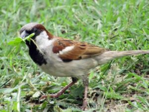 What Do Sparrows Eat? A Complete Guide of Feeding Sparrows