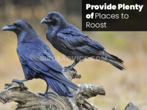 How To Attract Crows To Your Yard? 12 Easy Tips With Picks