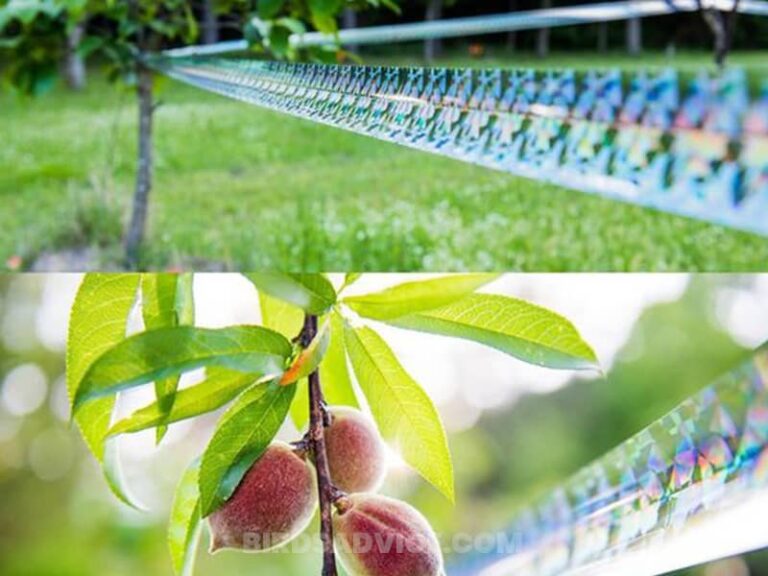 How To Get Rid Of Sparrows | 4 Useful Methods | Birds Advice