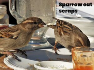 What Do Sparrows Eat? A Complete Guide of Feeding Sparrows