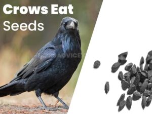 What Do Crows Eat? List Of Crow Diets (With Pictures)